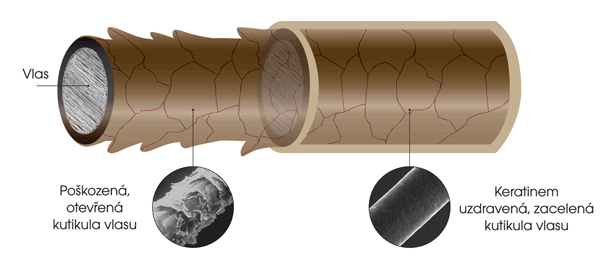 Co je vlas? :: Svetucesu